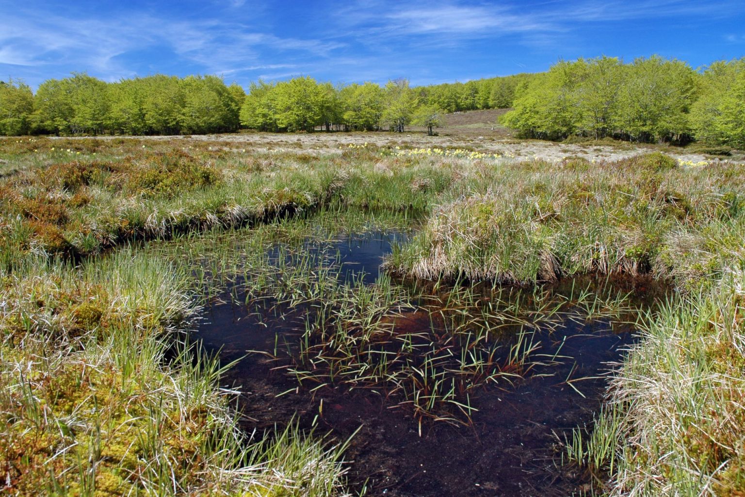 Les tourbières - Parc naturel régional des Monts d'Ardèche