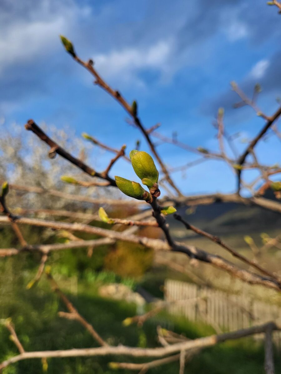 Les Bourgeons - tout savoir sur les bourgeons - Parc naturel régional ...