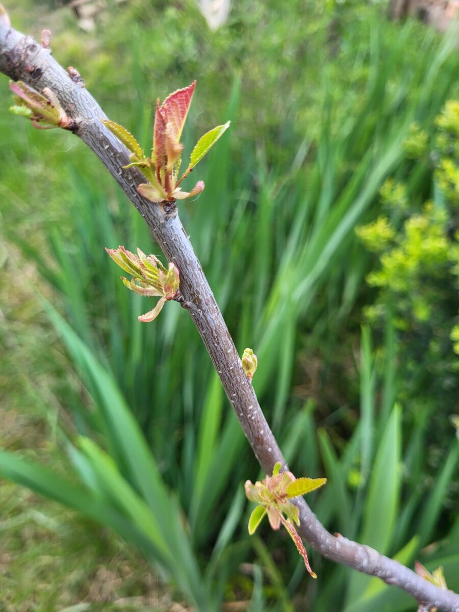 Les Bourgeons - tout savoir sur les bourgeons - Monts d'Ardèche Castagnades