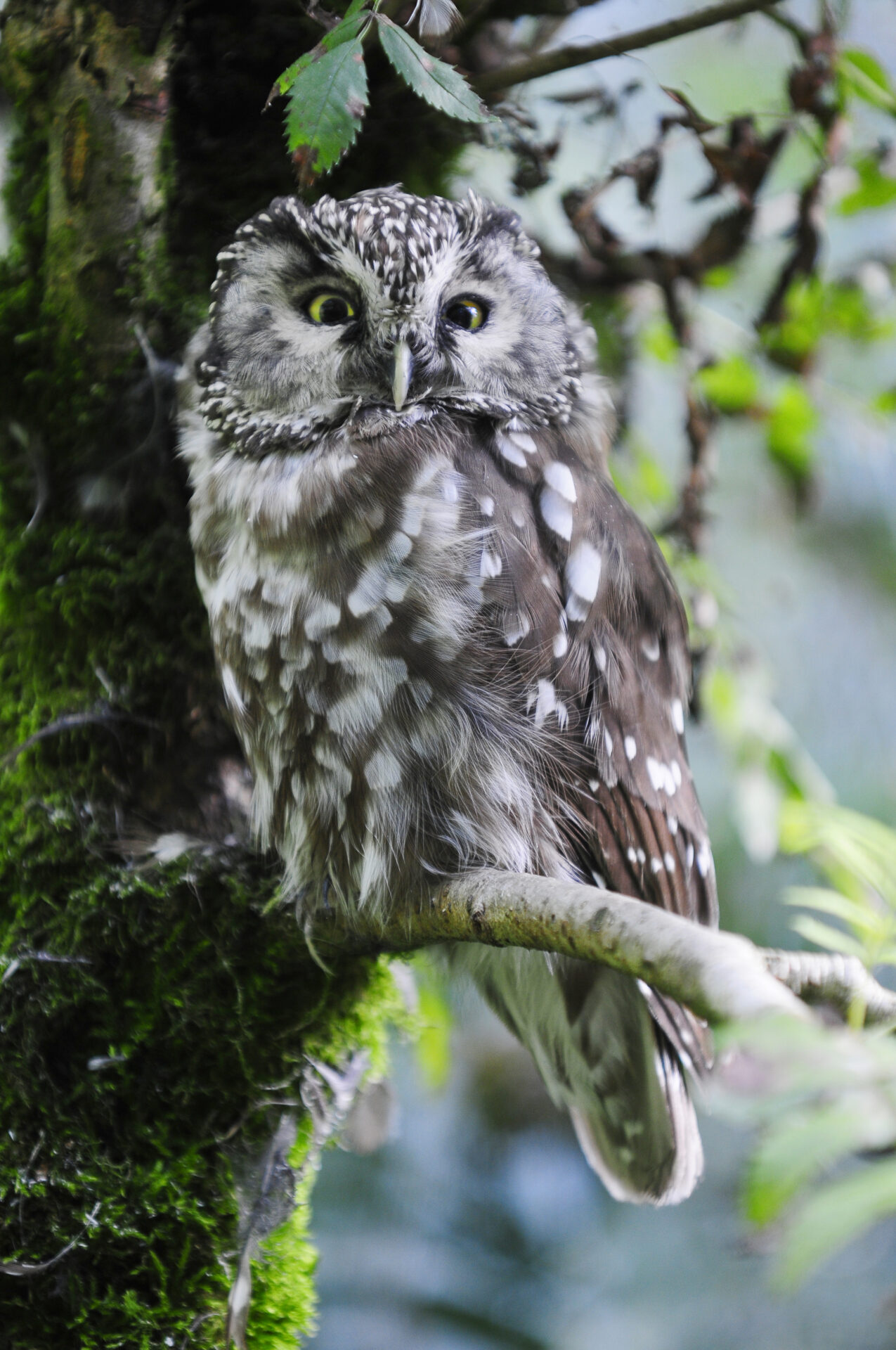 Oiseaux forestiers, balade naturaliste et sensorielle sur le Tanargue - Parc naturel régional ...